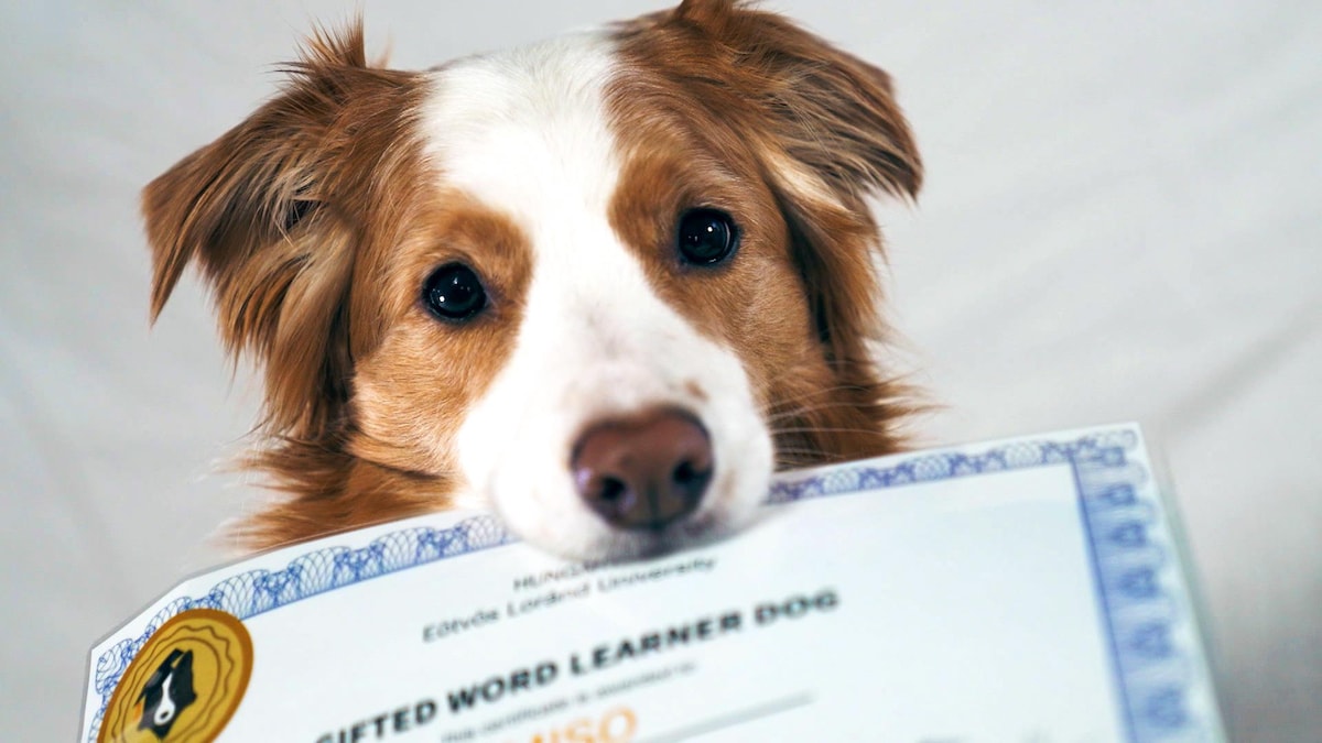 Qui sont les chiens savants? | Découverte