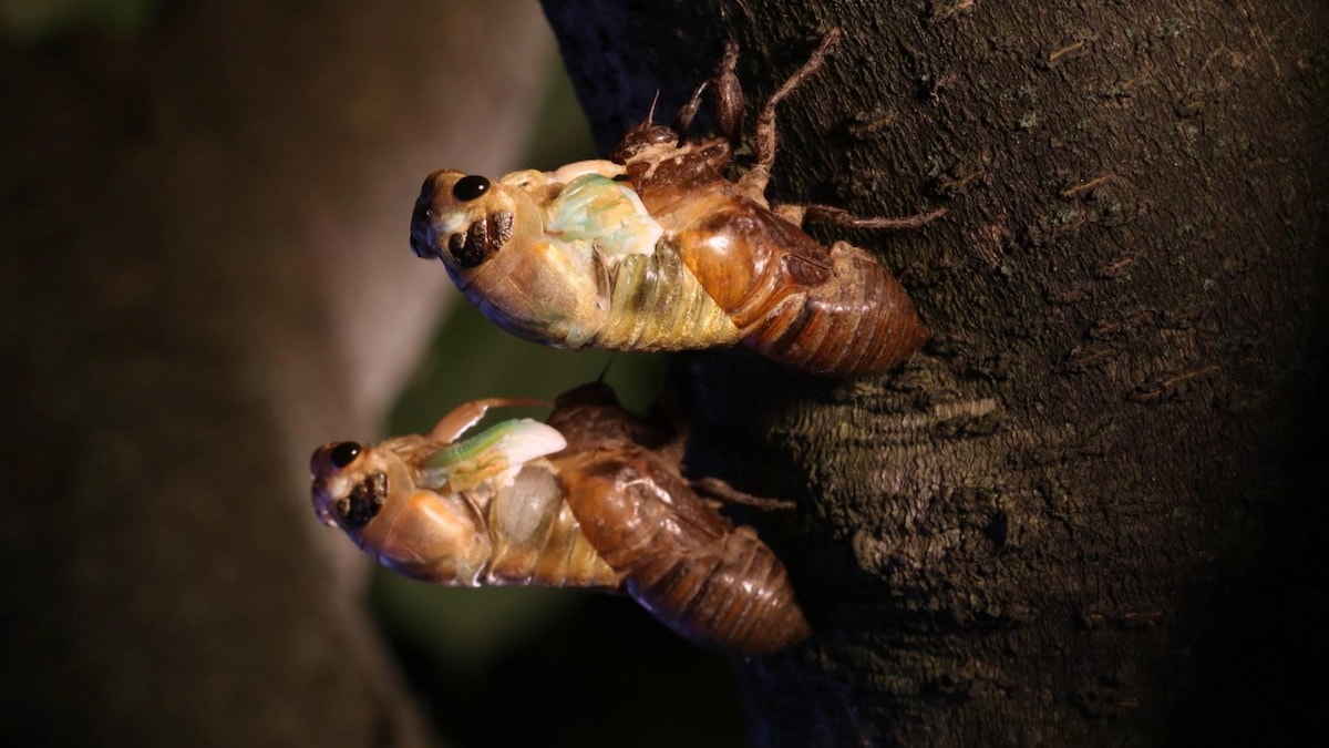 Éclosion spectaculaire de cigales | Découverte