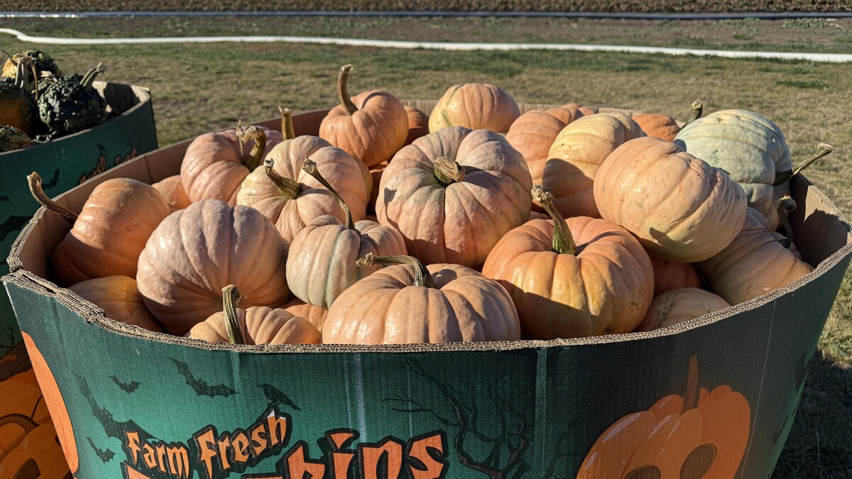 Des citrouilles pour octobre rose | Le téléjournal Saskatchewan
