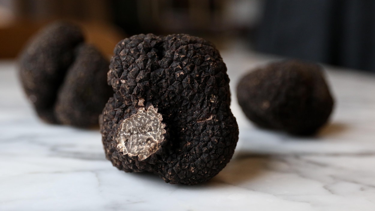 La truffe excite les chefs | Ça vaut le détour