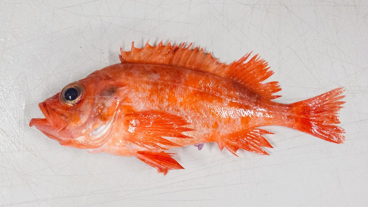 Le sébaste en chiffres