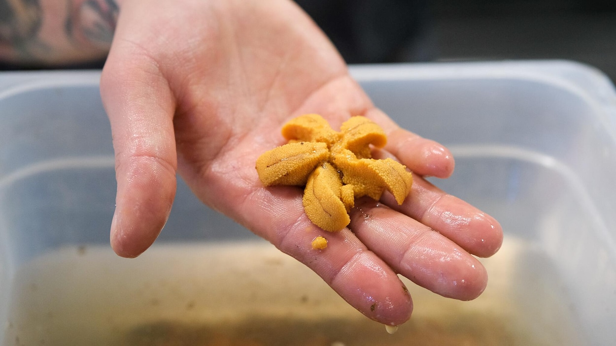 L’oursin sous toutes ses formes | ICI Radio-Canada.ca