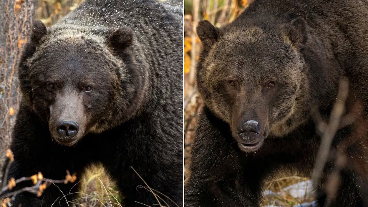 Le roi des grizzlis de Banff a maintenant un compétiteur | Radio-Canada