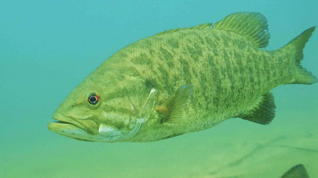 Le projet d’éliminer l’achigan à petite bouche du lac Miramichi prend ...