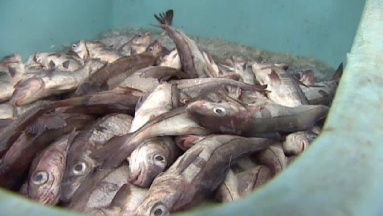 L'industrie de la pêche optimiste à l'égard d'une possible explosion ...