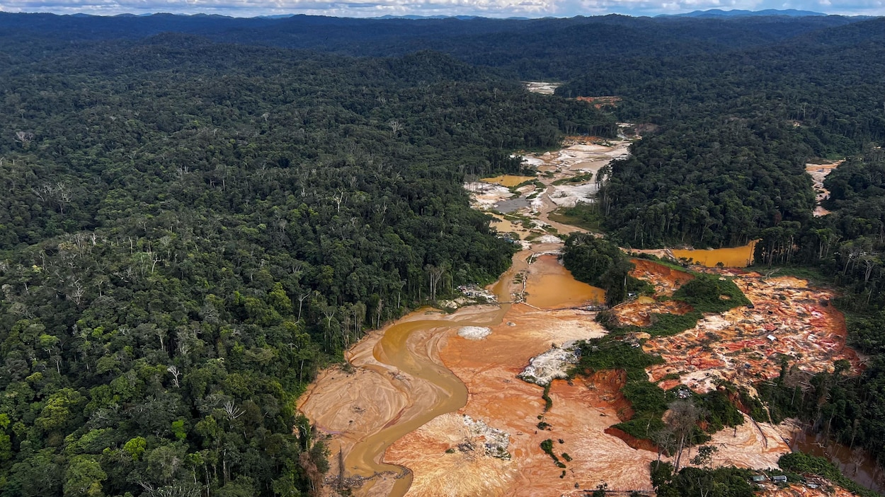 Des pays sud-américains créent une alliance contre la déforestation de ...