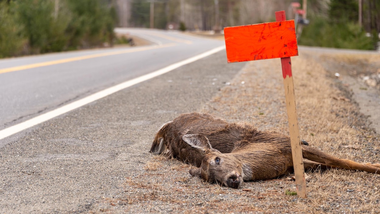 Une centaine d'animaux meurent chaque année sur les routes 148, 105 ...