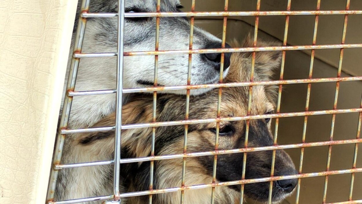 La SPCA de l’Ontario est à la recherche de familles d’accueil temporaires | Radio-Canada