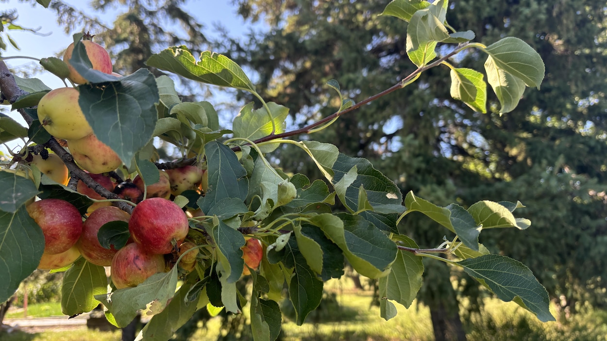 Avec ses nombreux arbres fruitiers, Edmonton est un véritable verger ...