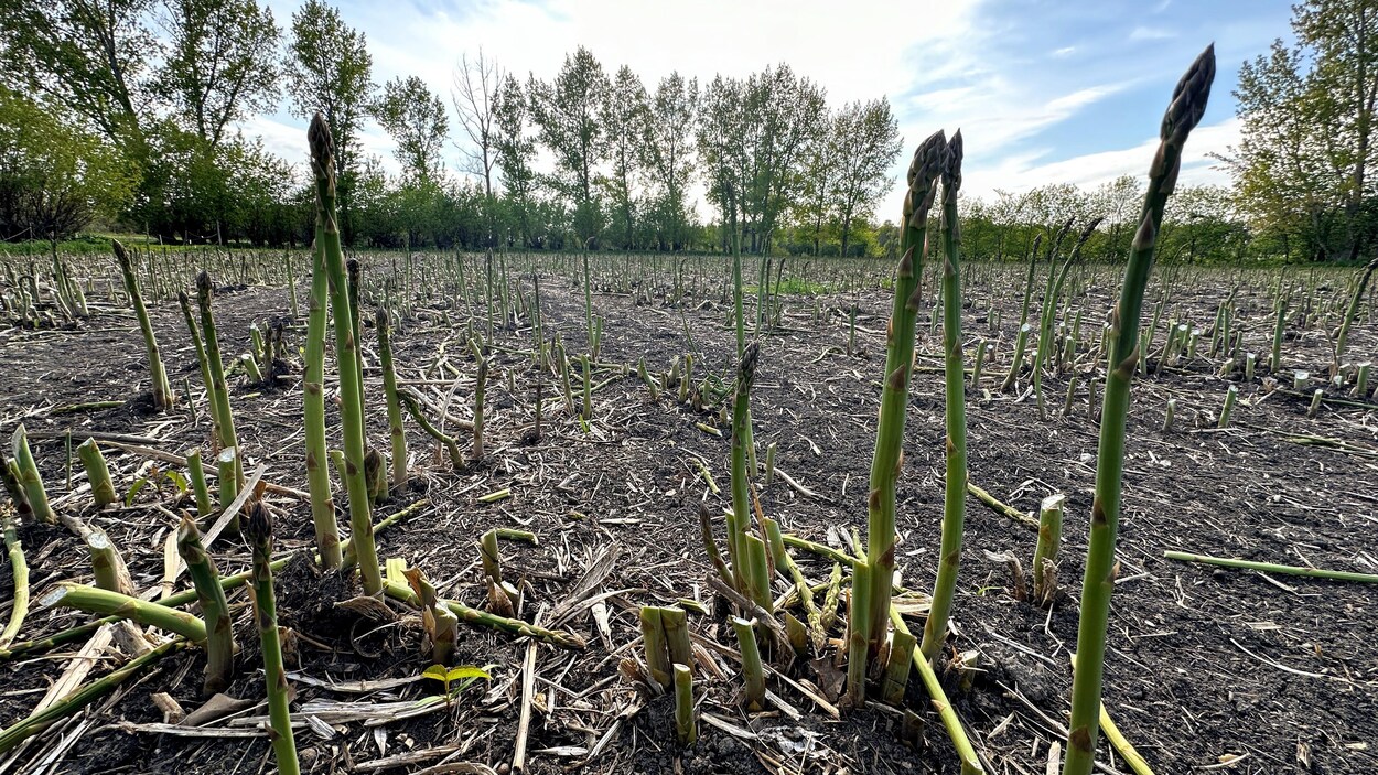 Un début de saison des asperges « exceptionnellement délicieux» | Radio ...