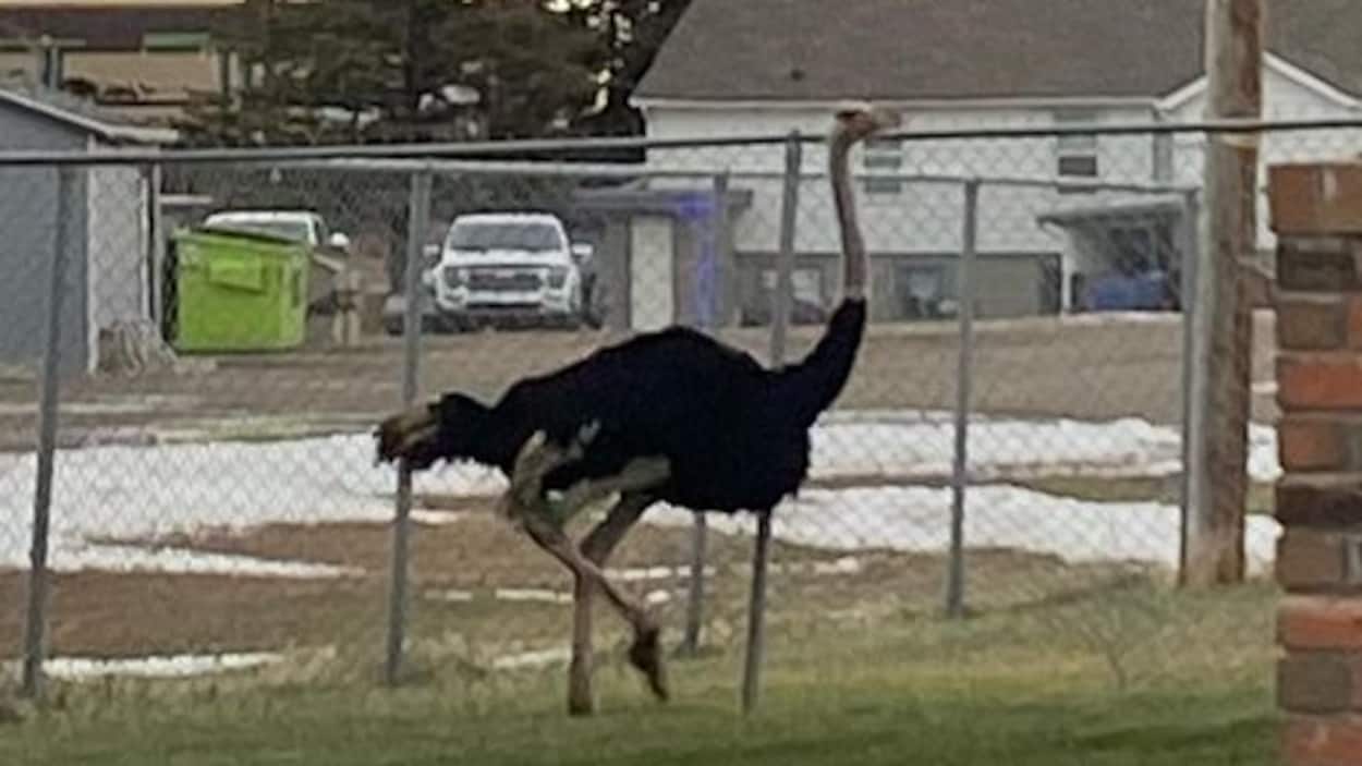 Des autruches prennent la poudre d’escampette à Taber, en Alberta ...