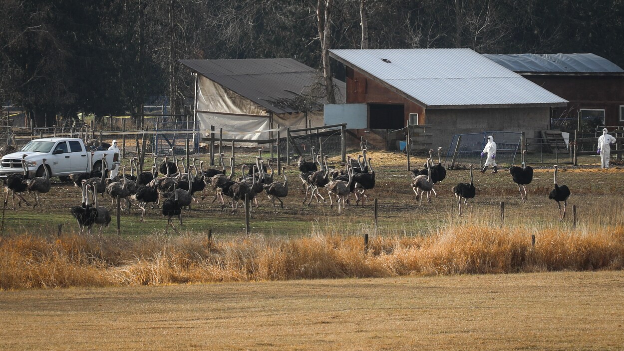 En C.-B., la police enquête sur un acte de vandalisme commis aux ...
