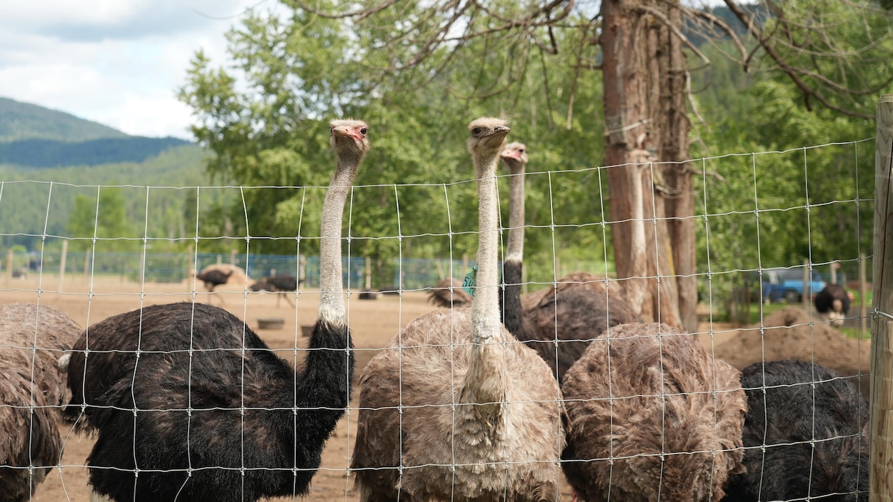 L’appel à l’aide pour les 400 autruches d’Edgewood | Radio-Canada