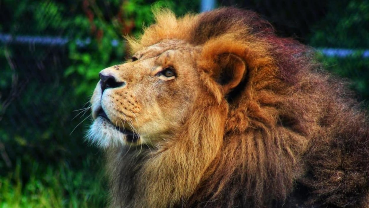 Azizi, le lion d’Afrique du zoo de Moncton, est mort | Radio-Canada