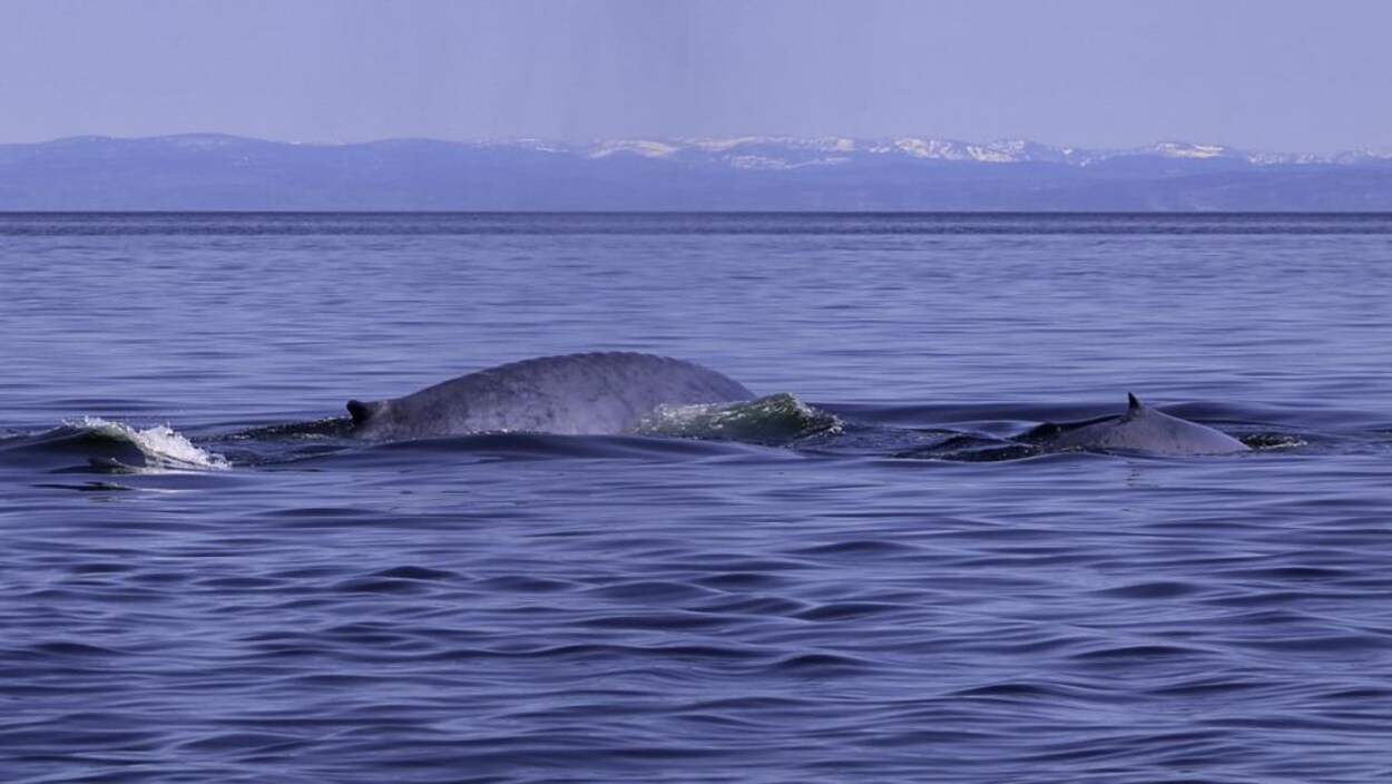 Un baleineau rorqual bleu aperçu au large de Pointe-des-Monts | Radio ...