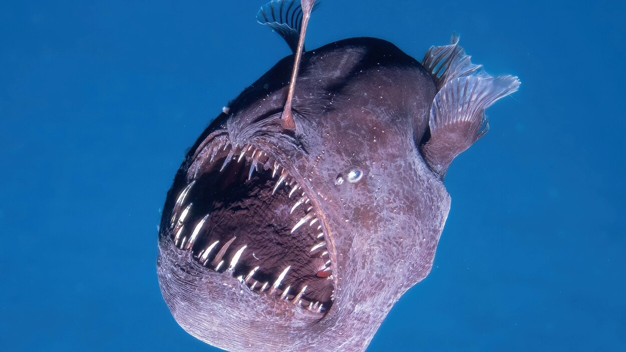 Ce « monstre » des fonds marins filmé à la surface pour la 1re fois ...