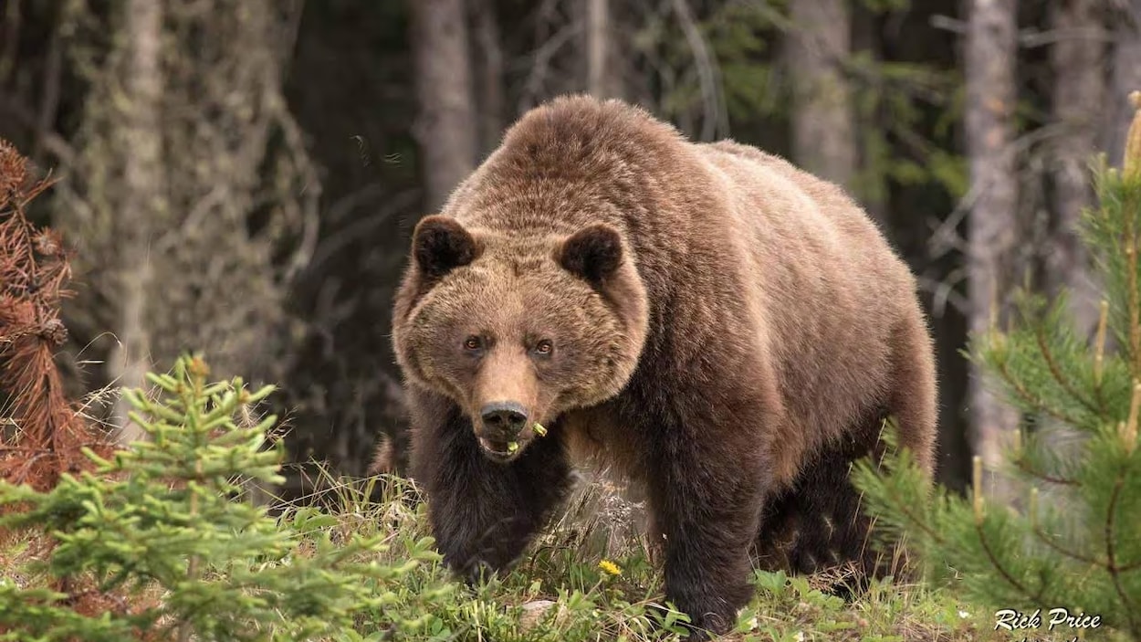 Le couple tué par un grizzli était expérimenté dans l’arrière-pays ...