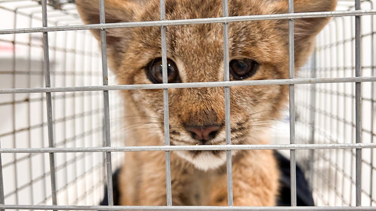 Wildlife Haven accueille un bébé lynx | En bref | Radio-Canada