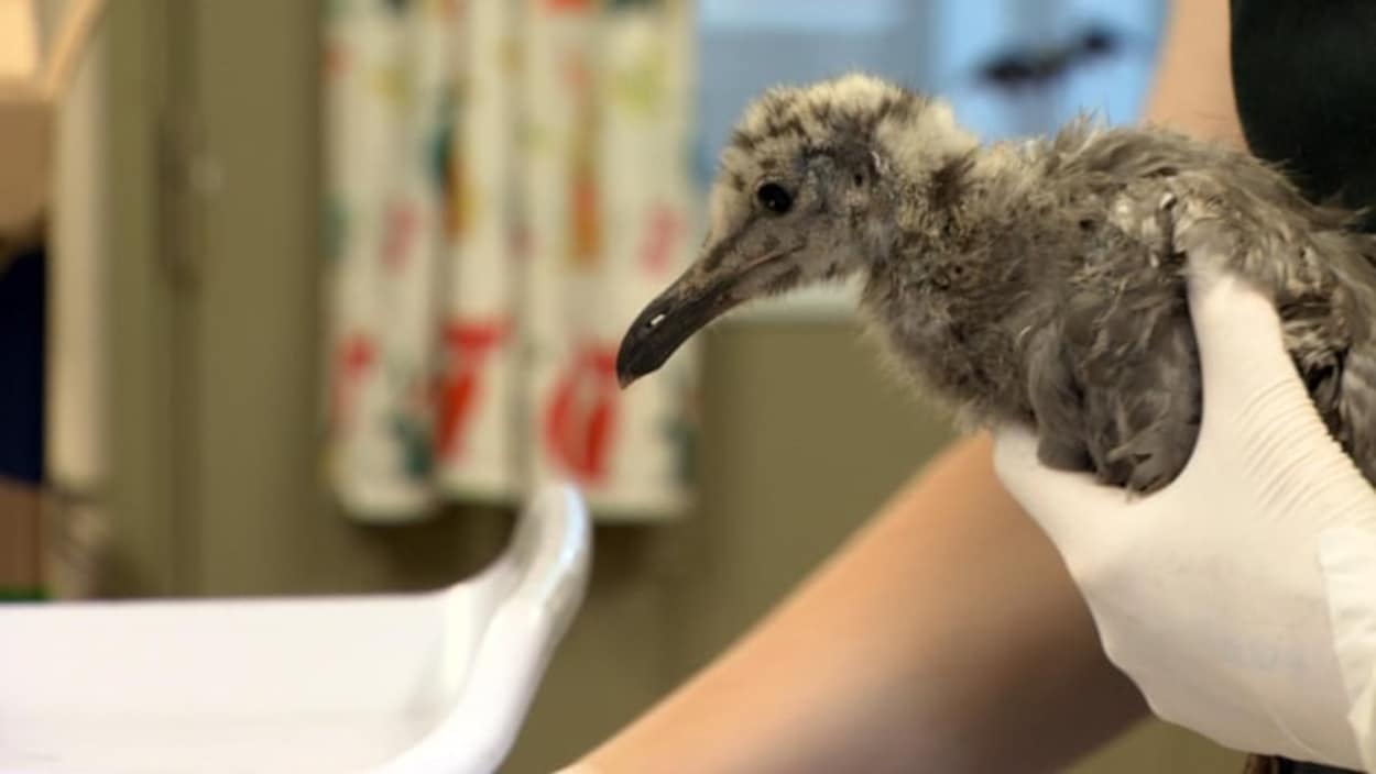 Des bébés mouettes sauvés après avoir sauté de toits trop chauds à ...