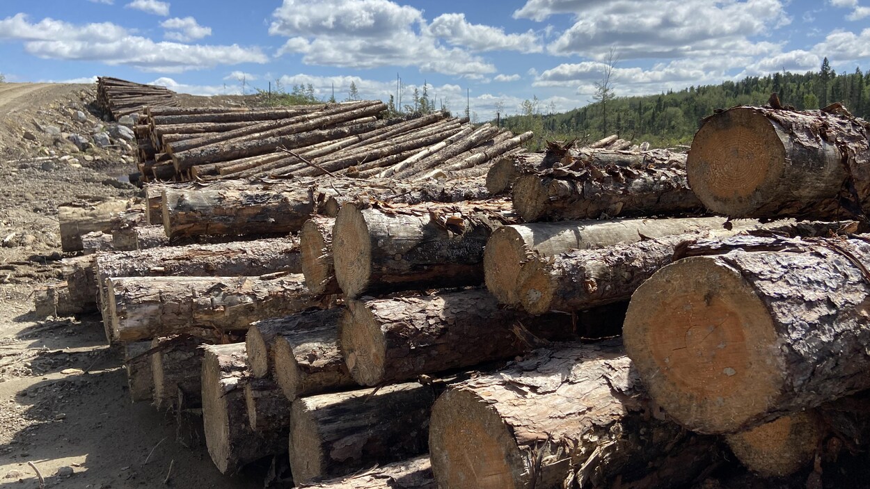 Des certifications FSC au Québec menacées par la réforme du régime ...