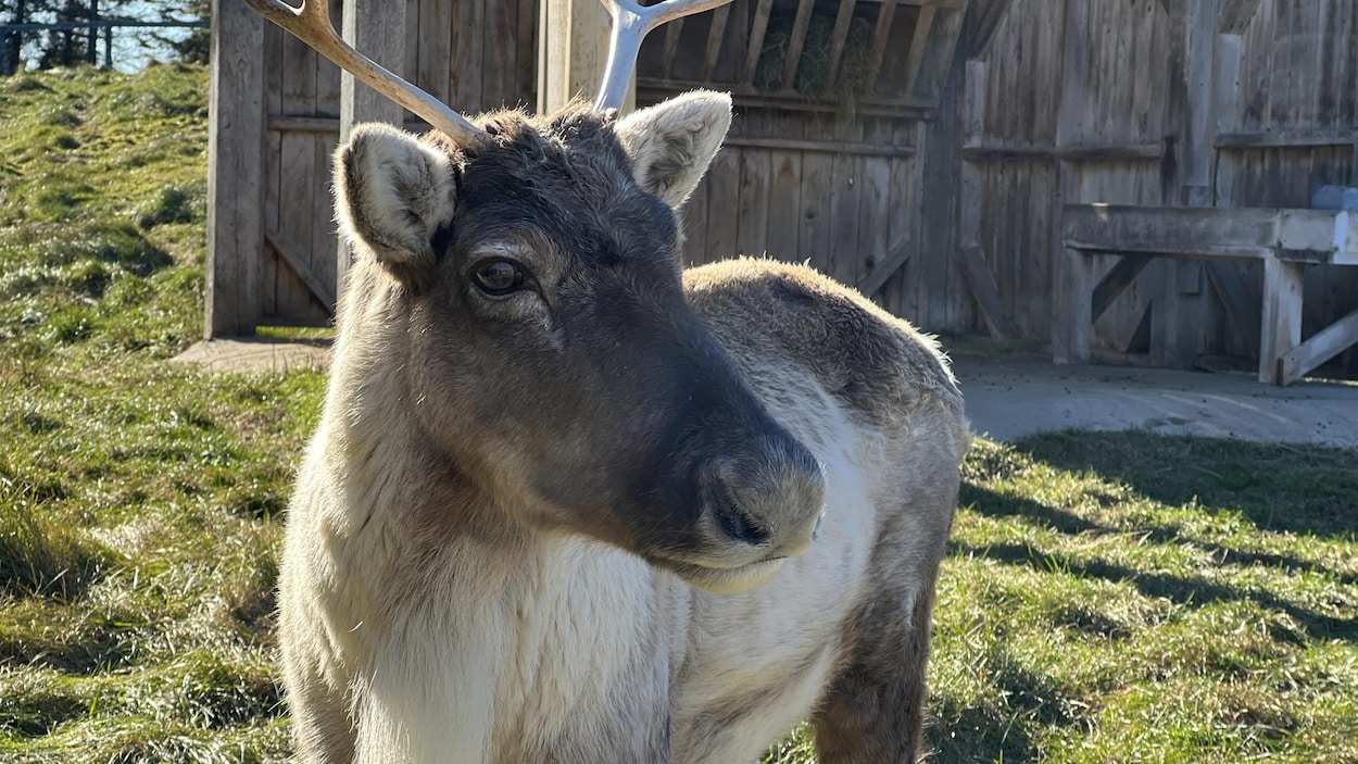 Caribou : les projets pilotes de Québec inachevés et sans échéancier ...