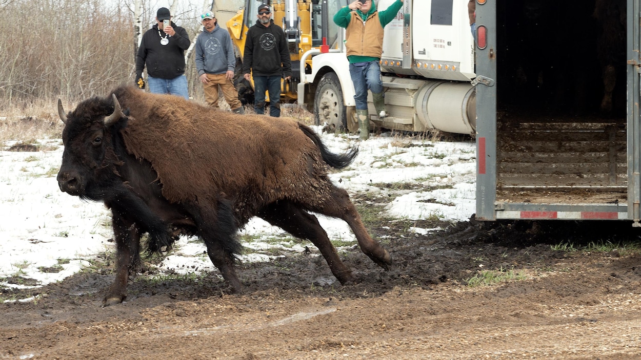 Ramener les bisons à la maison après 150 ans d’absence | Radio-Canada