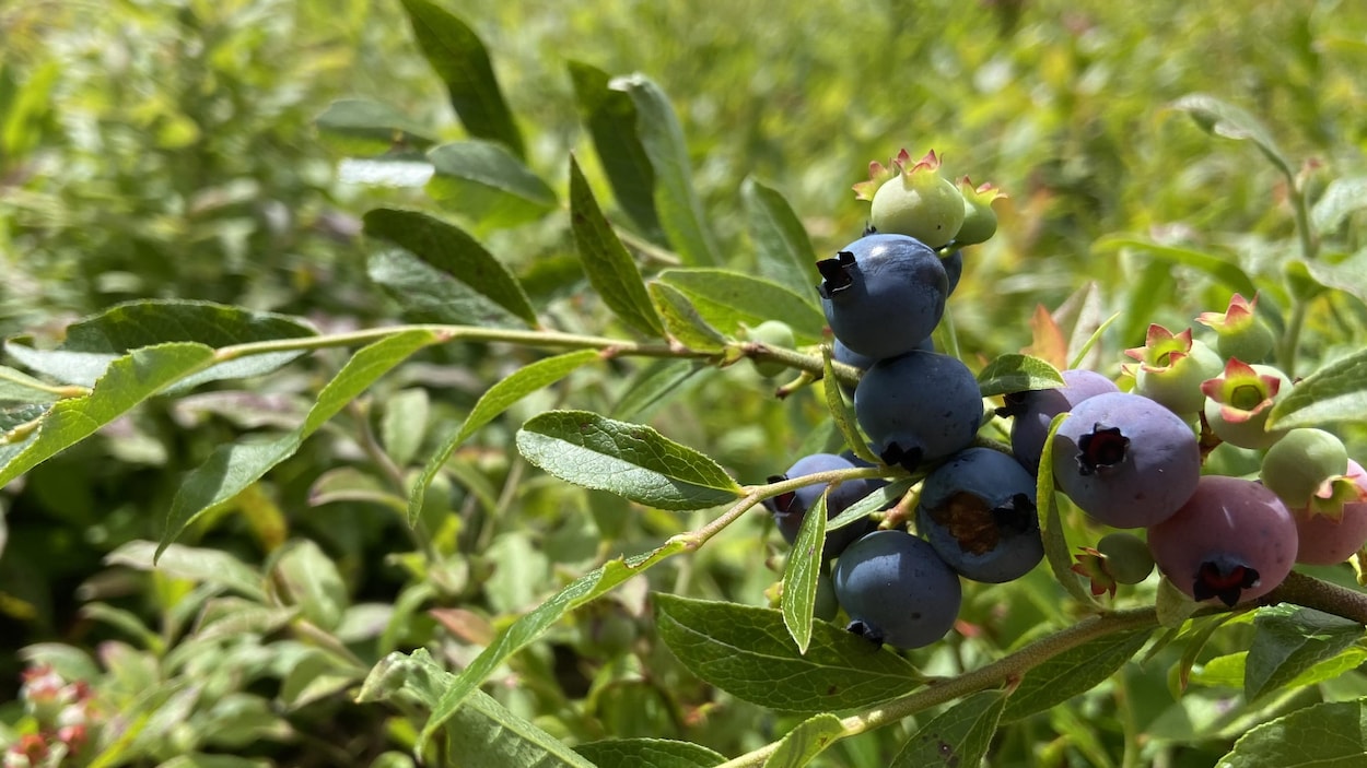Une saison prometteuse pour la récolte de bleuets | Radio-Canada.ca