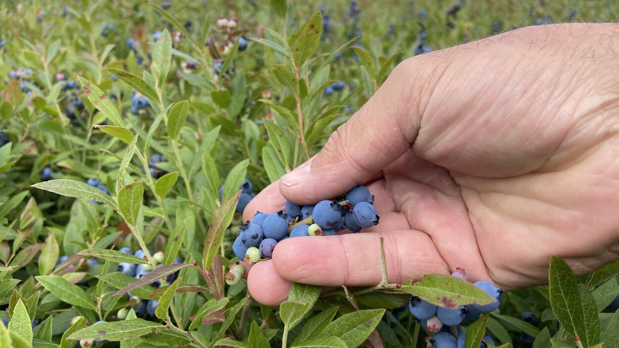 La récolte de bleuets déjà commencée | Info | Radio-Canada