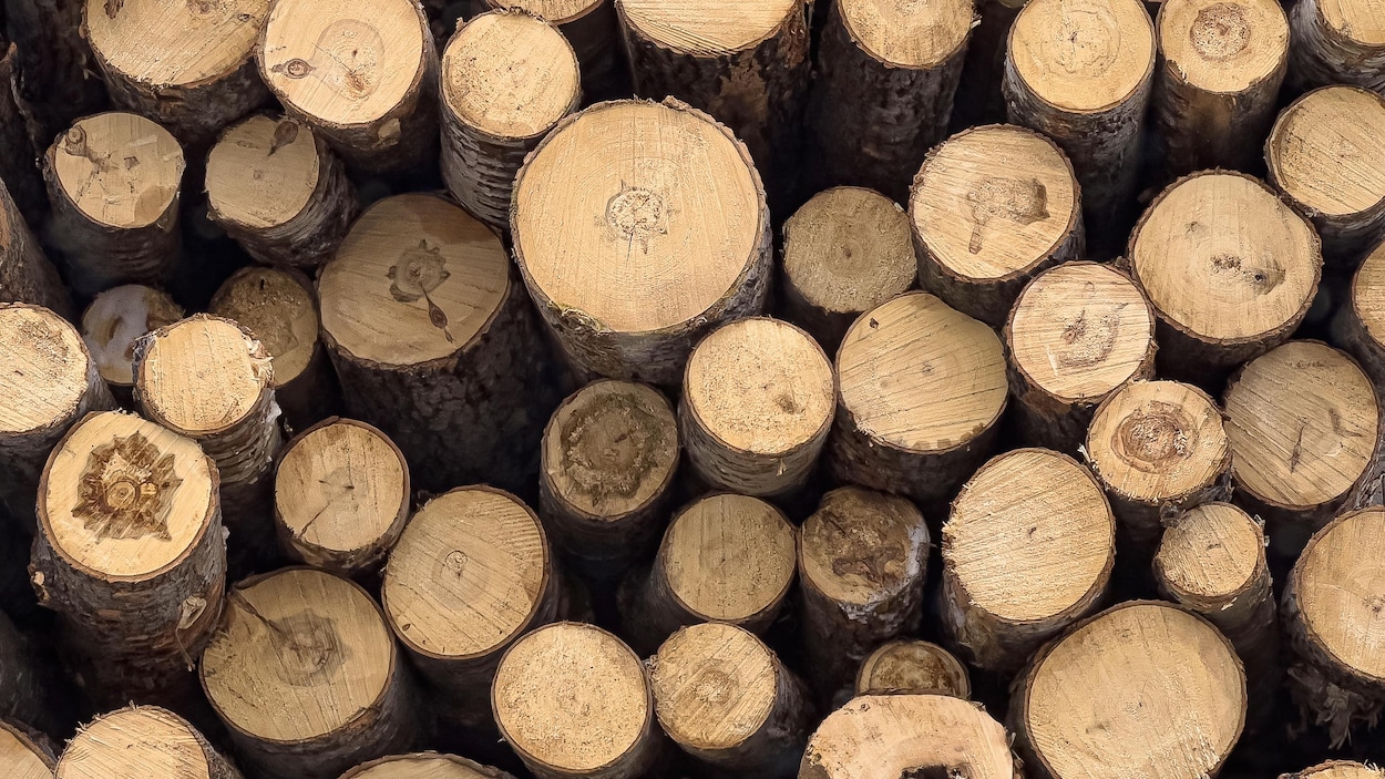 Des entrepreneurs craignent les conséquences du blocage forestier ...
