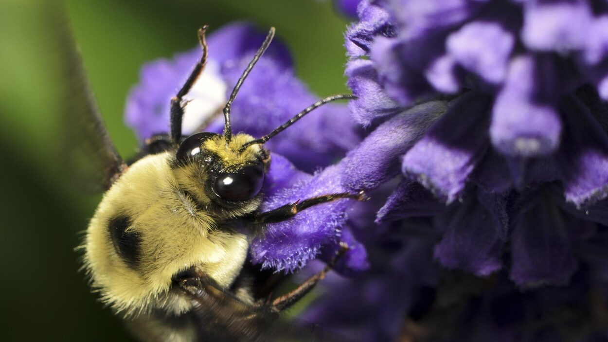 Les bourdons grandement menacés | Radio-Canada.ca