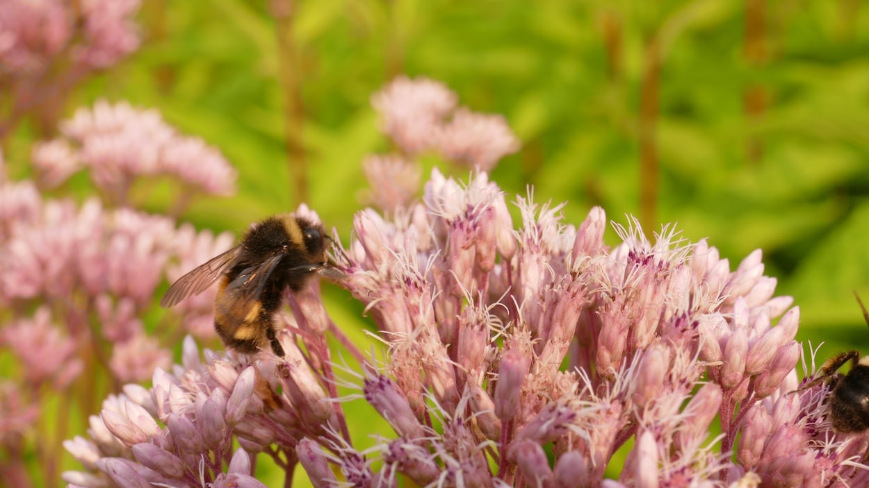 Un bourdon en péril redécouvert, bonne nouvelle pour les abeilles ...