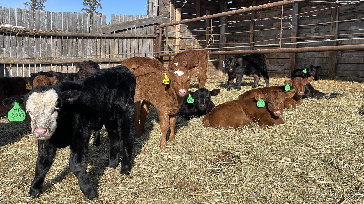 L'industrie bovine est une véritable mine d'or | En bref | Radio-Canada