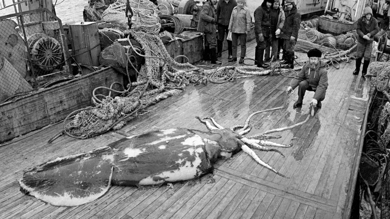 Une équipe terre-neuvienne espère filmer pour la première fois un ...