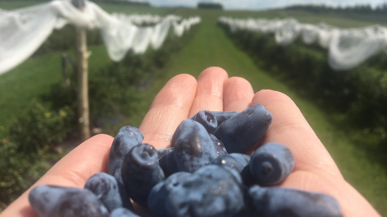 Trouver des marchés pour la camerise : un défi à relever | Radio-Canada.ca