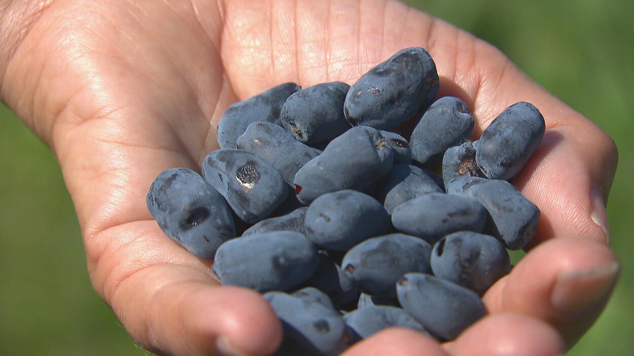 Des investisseurs du nord-ouest du Nouveau-Brunswick misent sur la ...