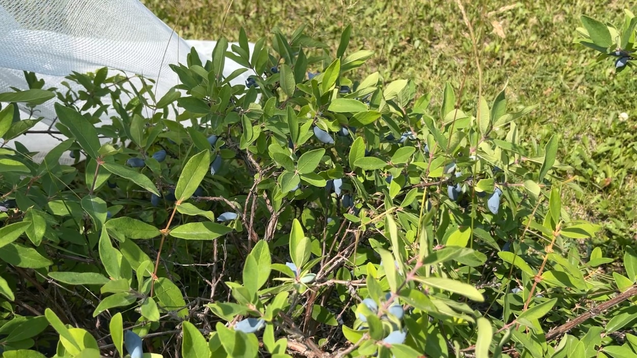 La camerise, une baie qui gagne en popularité | Radio-Canada