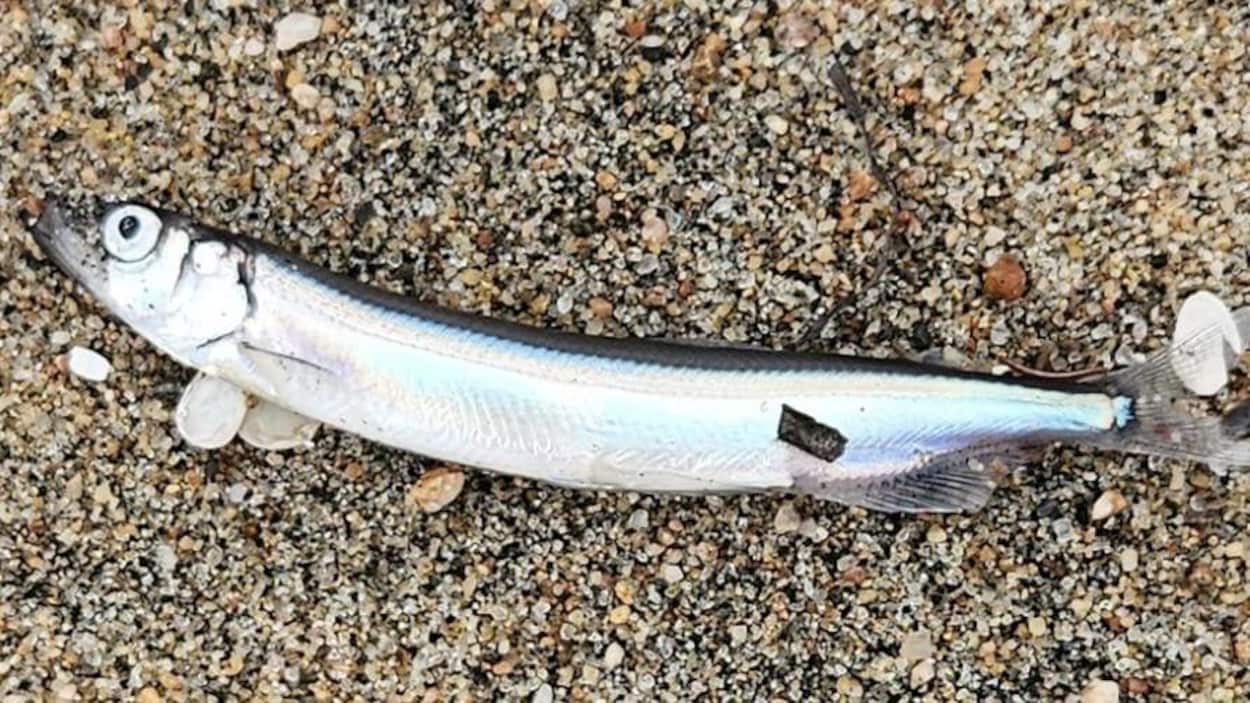 Le capelan en avance cette année sur la Côte-Nord | Radio-Canada