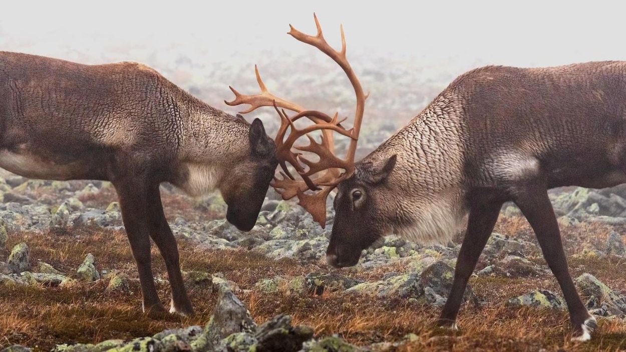 Caribou forestier : Québec traîne la patte, avancent des organismes et ...
