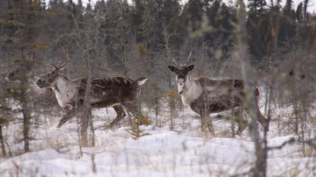 « On va de reculons » dans la protection du caribou, disent des experts ...