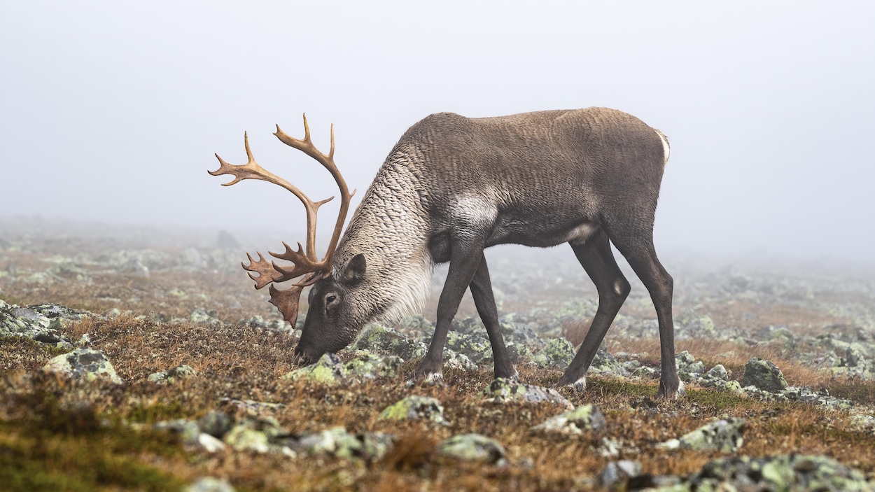 Protection du caribou : les élus manquent de courage et de vision ...
