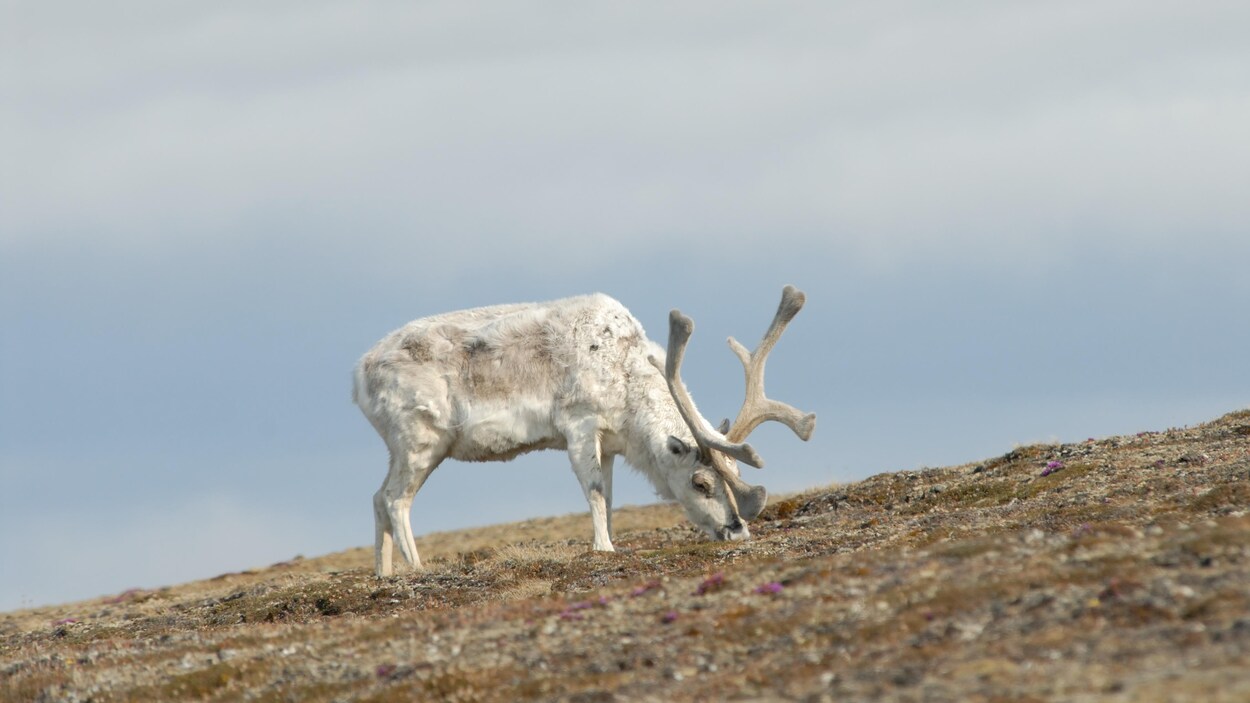Le rétablissement du caribou de Peary au cœur d’une nouvelle stratégie ...