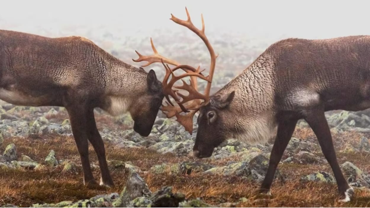 Grand Nord : les Gwich’in veulent protéger les caribous des plans de ...