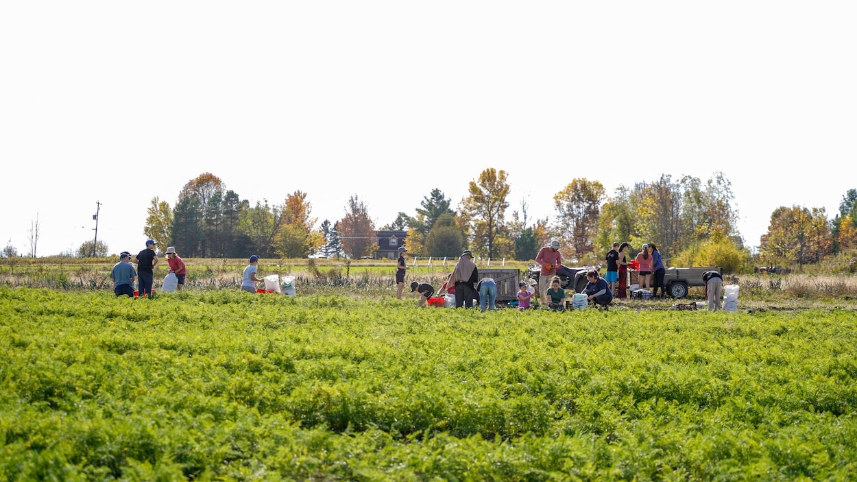 Moisson Estrie : une vingtaine de bénévoles ont mis « la main à la ...