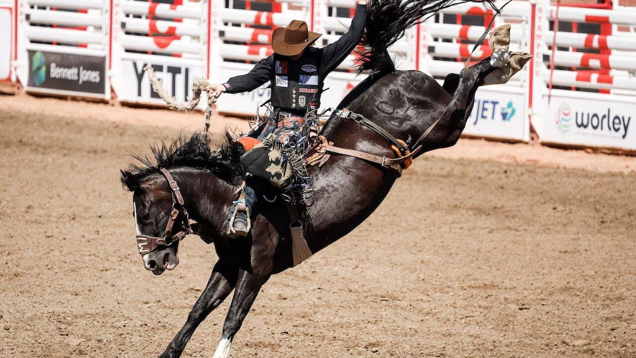 Alberta, la terre de fabrique des champions de monte de cheval avec ...