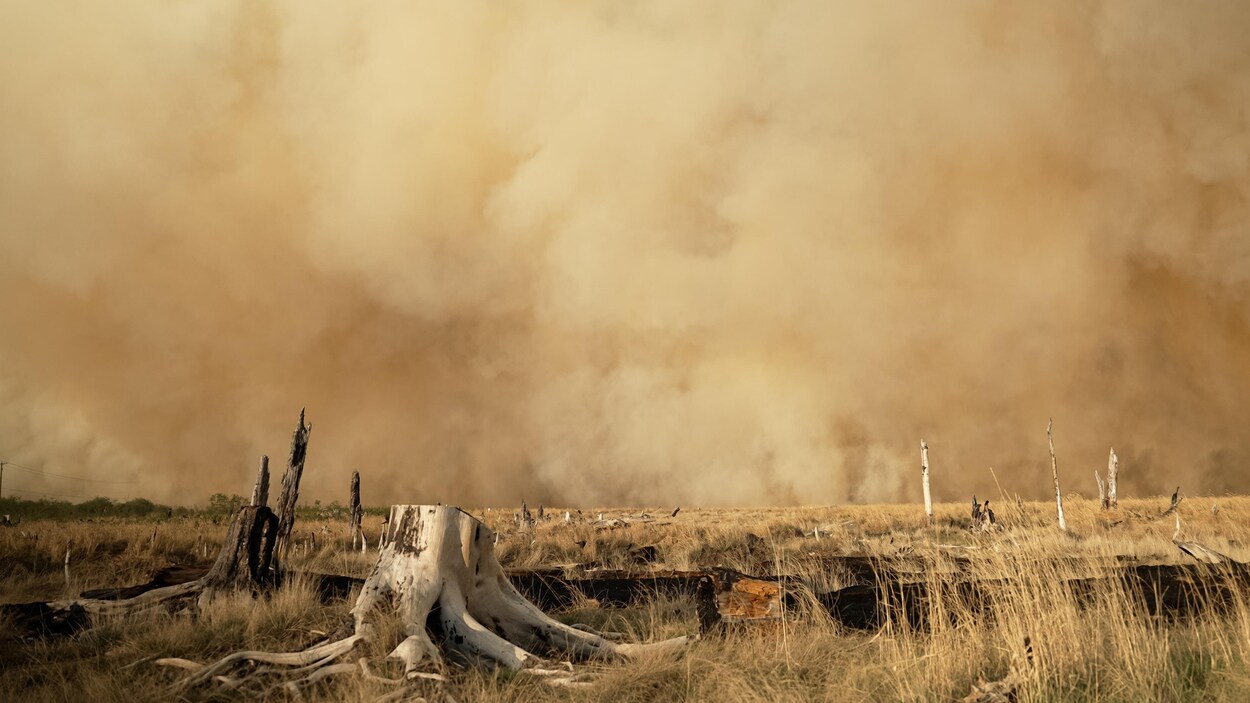 30 % des forêts du nord de la C.-B. pourraient brûler | Radio-Canada