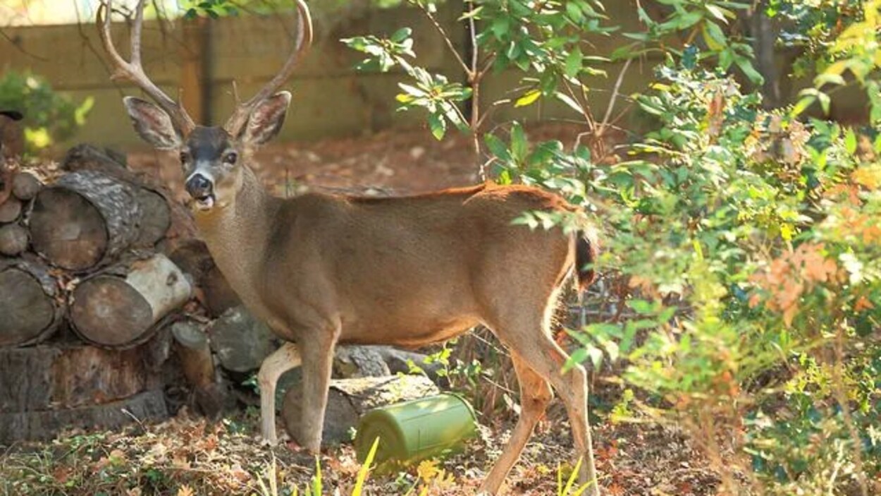 Un chien euthanasié après avoir été transpercé par un cerf, à Oak Bay | Radio-Canada