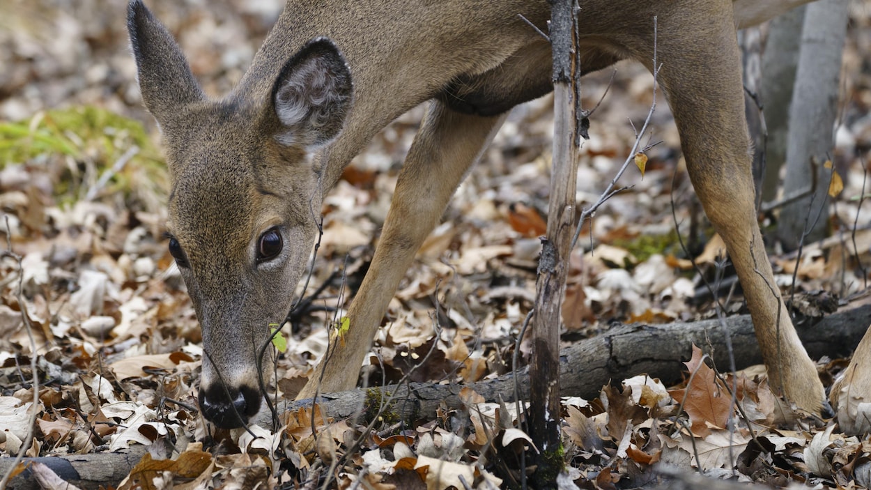 Une saison de chasse record en Estrie | Radio-Canada