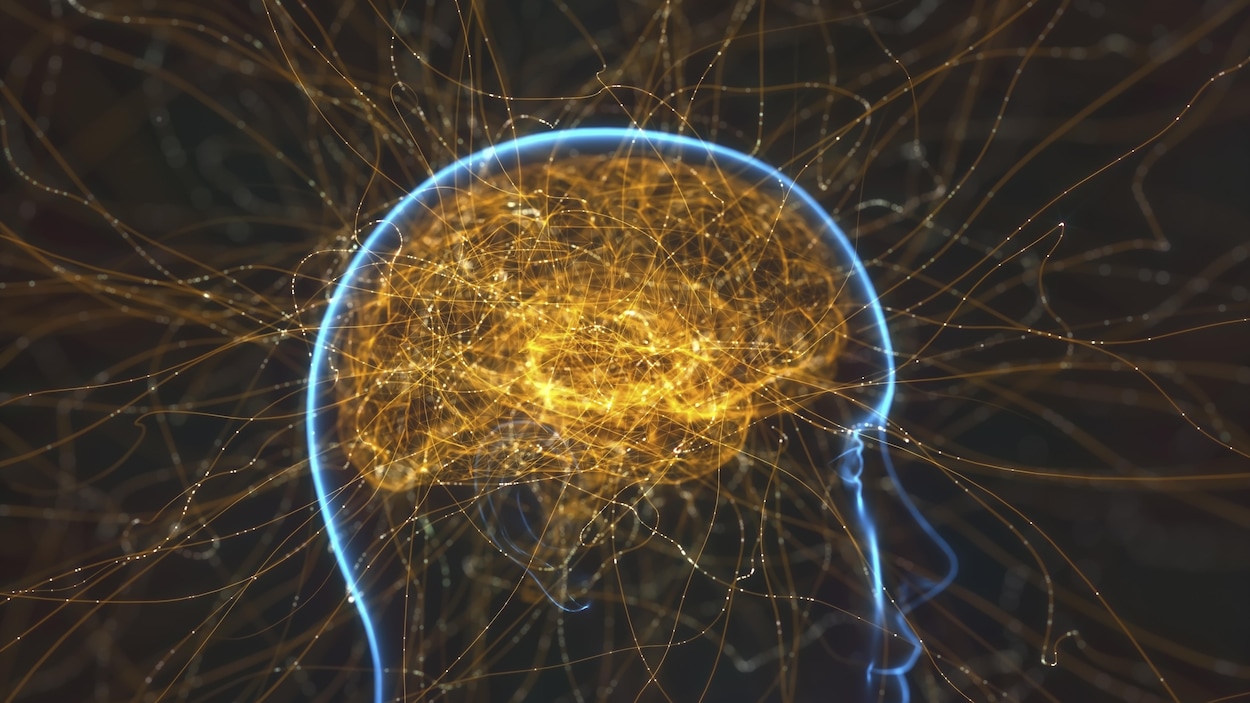 Le cerveau passe par cinq grandes phases au cours d’une vie | Radio-Canada