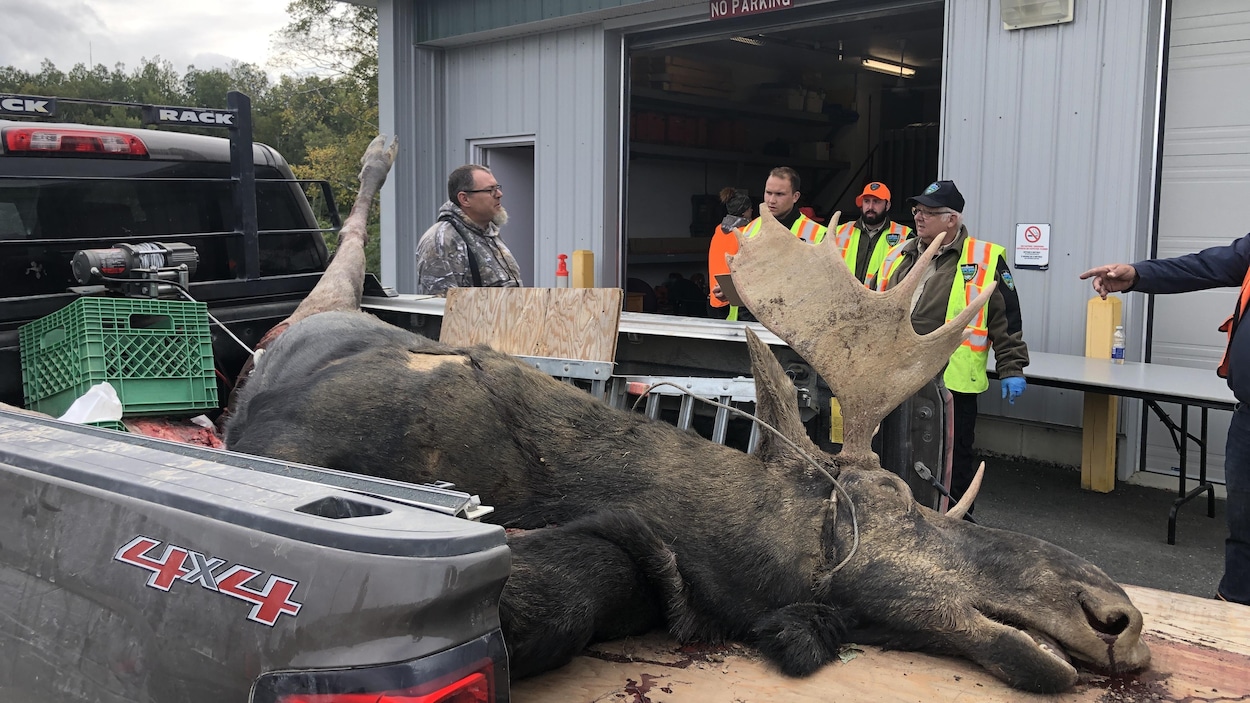 Les chasseurs d’orignaux ont été plus chanceux cette année au Nouveau ...