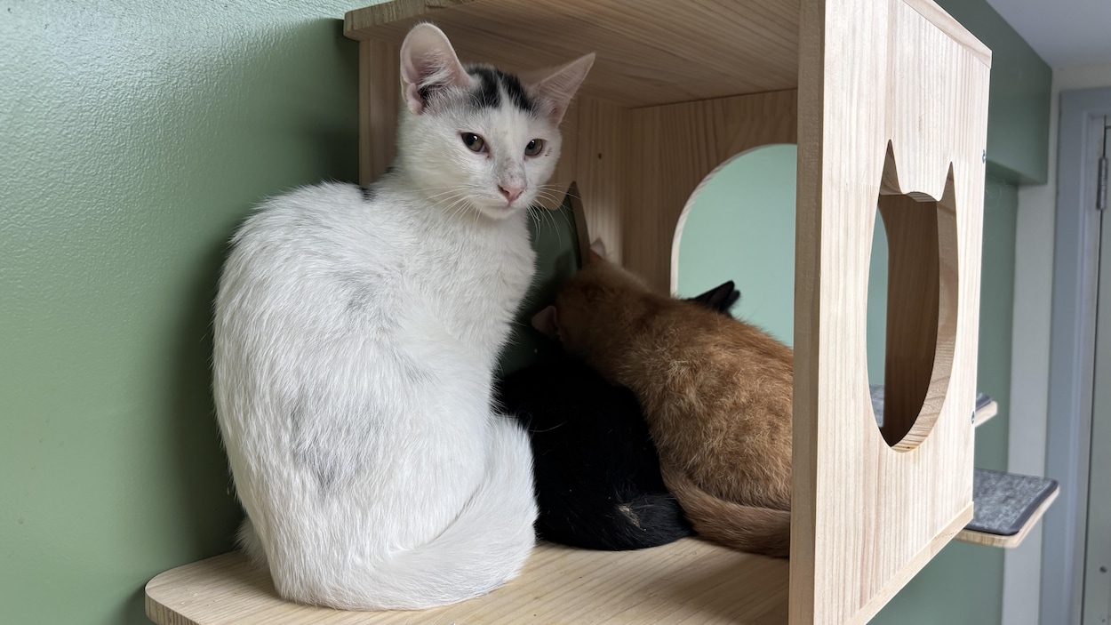 Mission adoption pour 16 chatons trouvés dans une roulotte | Radio-Canada